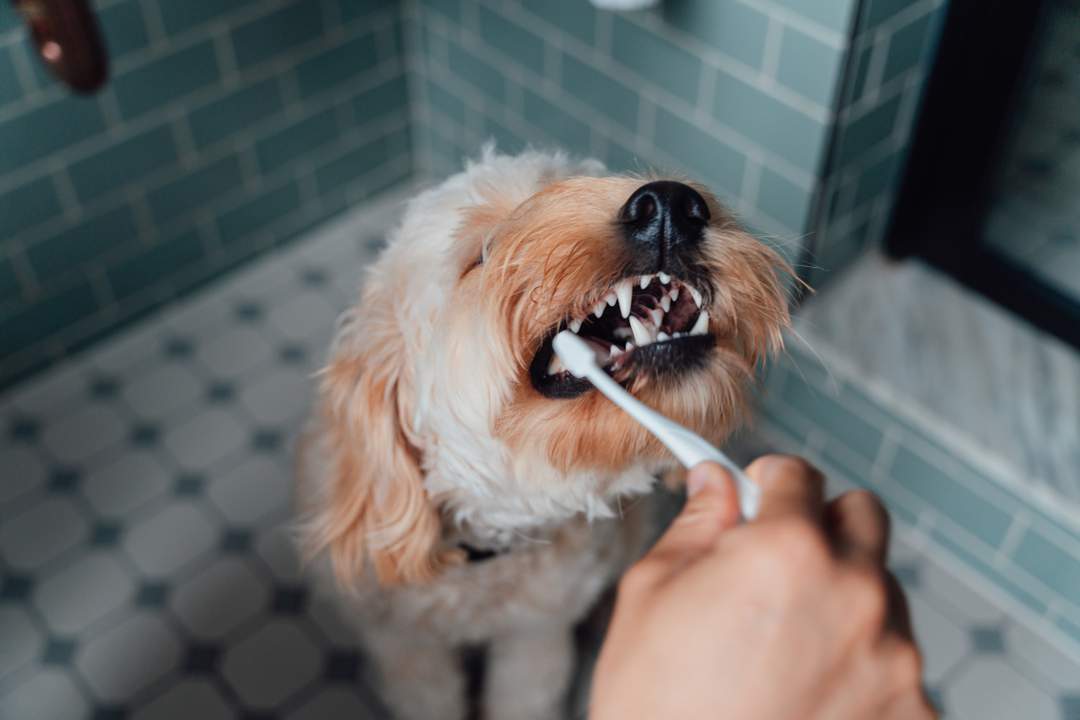 Só borsel en versorg jy jou hond se tande | Netwerk24