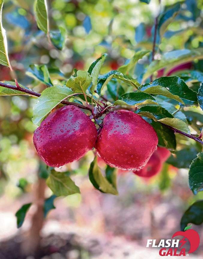 Dit was ’n rekordseisoen vir Flash Gala-appels | Netwerk24