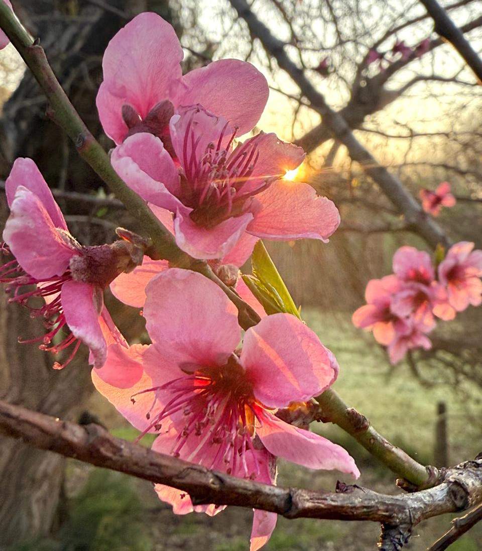 Lente in volle gang met warm week in Vrystaat en Noord-Kaap | Netwerk24