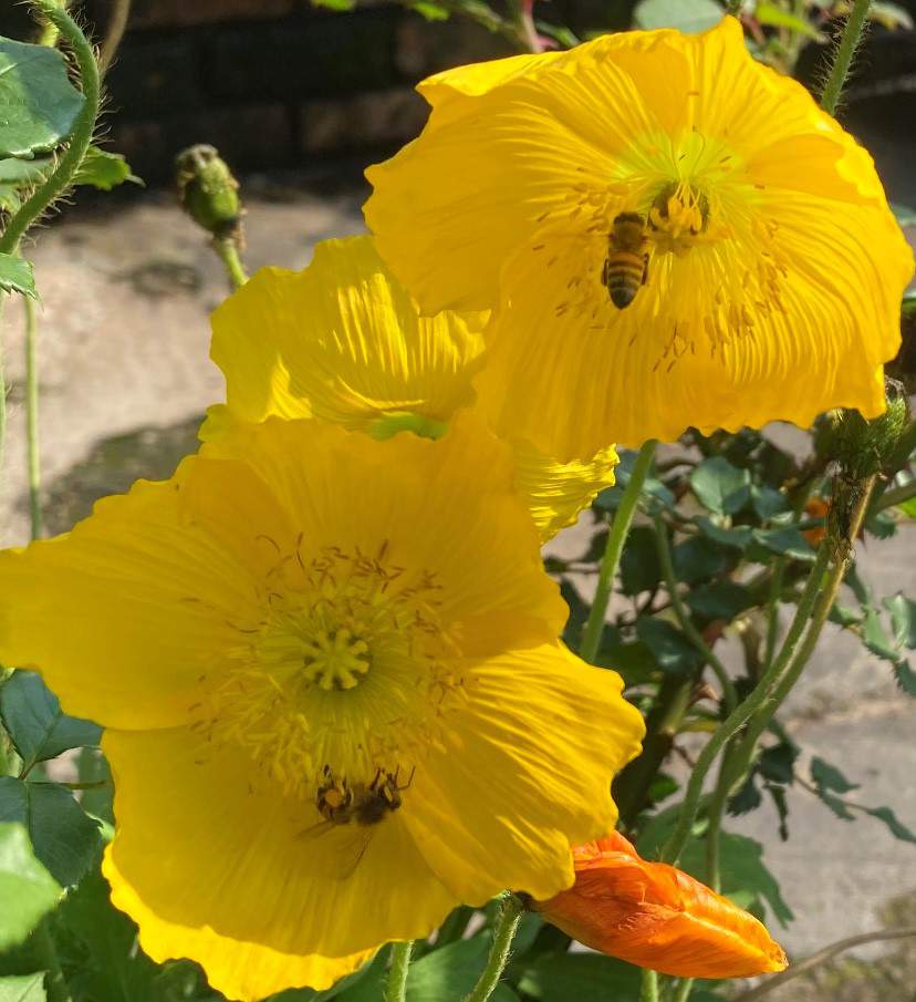 LESERSFOTO | Die bytjies en blommetjies | Netwerk24