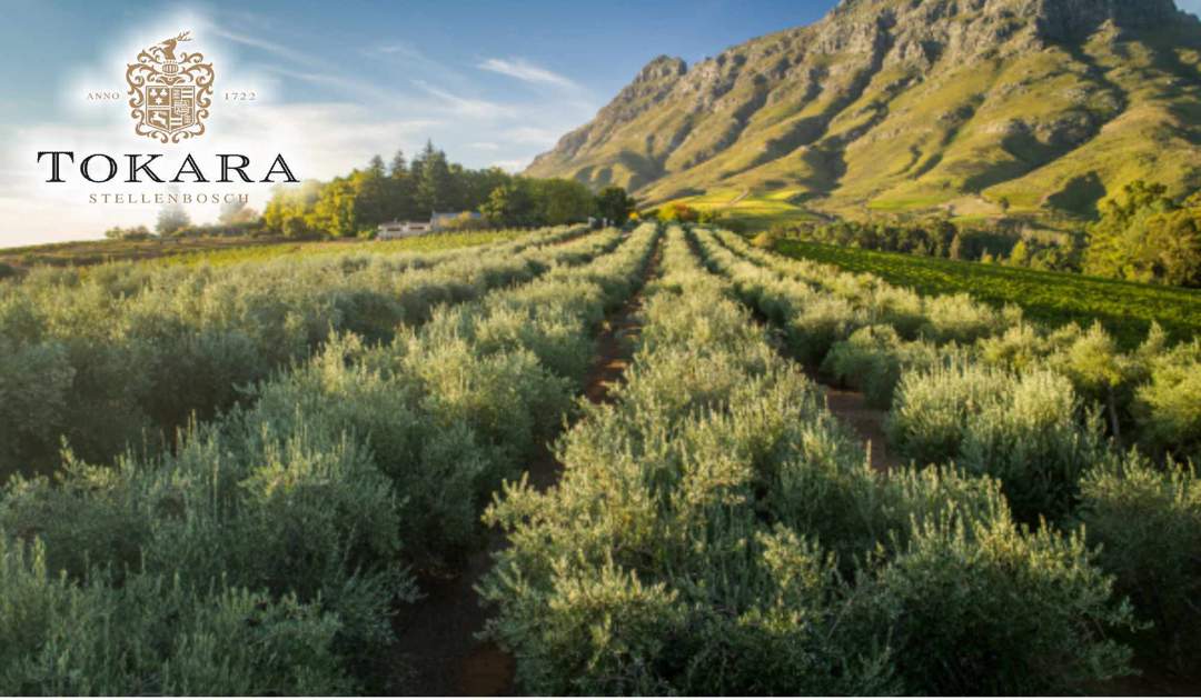 SA Olive: Olyfbedryf blom en dié produsente pluk die vrugte | Netwerk24