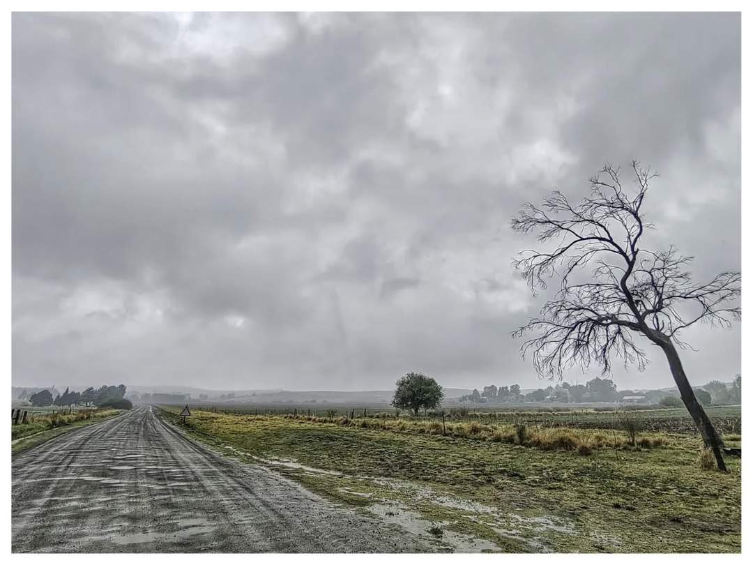 Boere in Noord-Kaap en Vrystaat juig oor goeie lentereën | Netwerk24