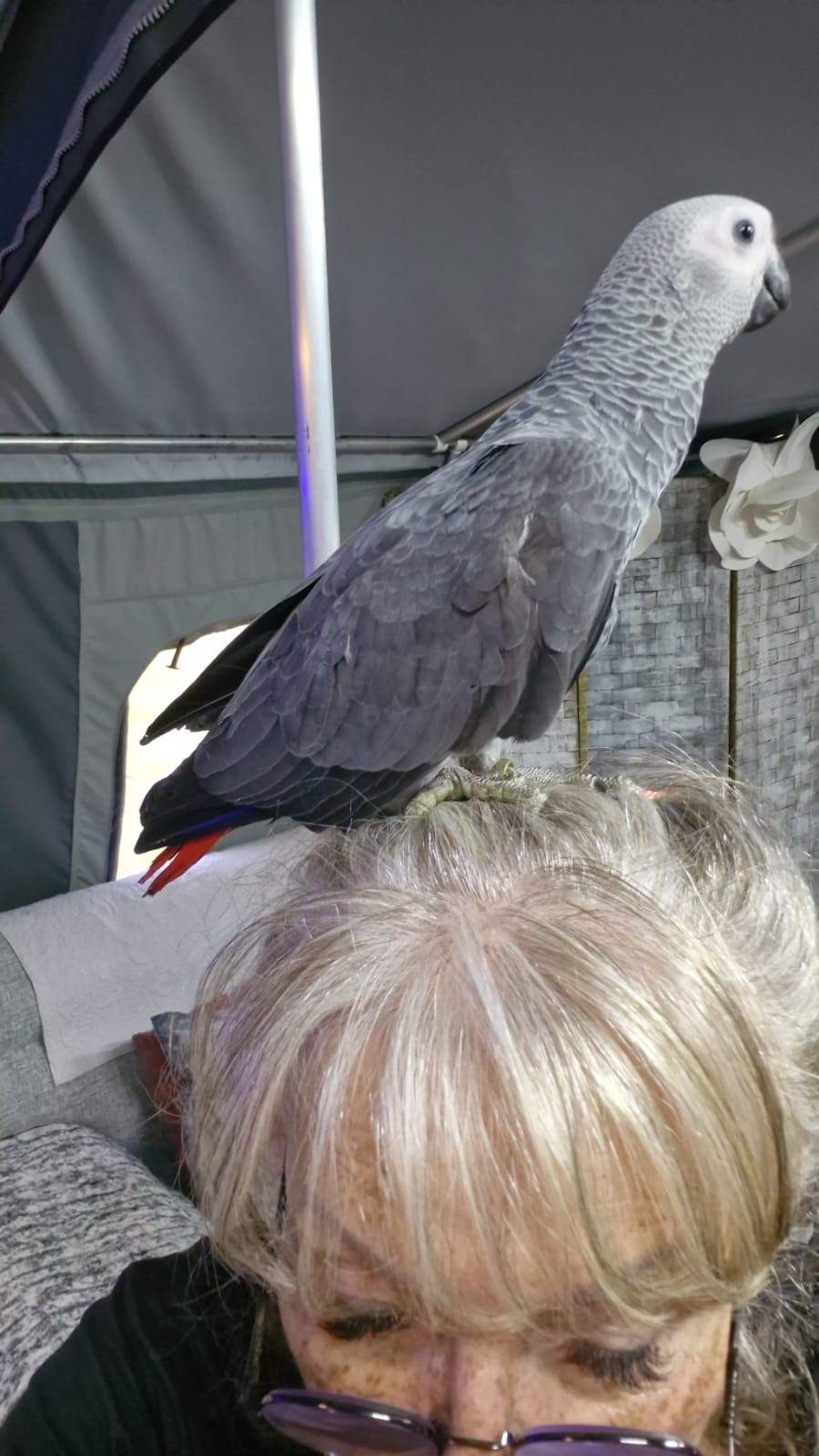 Dapper brandbestryder red papegaai uit 20 m hoë boom | Netwerk24