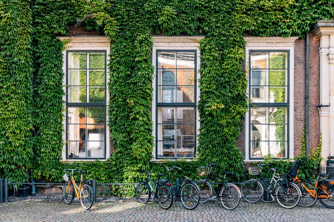 Rankplante: Vinnige groeiers om mure te bedek | Netwerk24