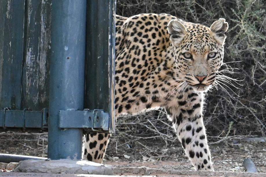 Luiperd maak jag op bokke by karwas in Hoedspruit | Netwerk24