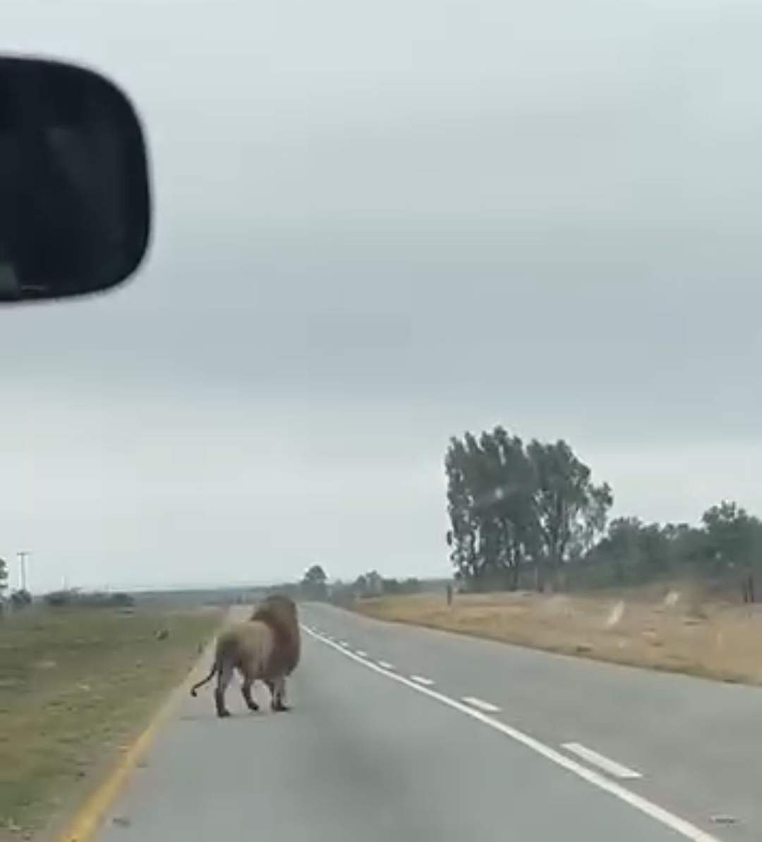 ‘Leeuloop’ in pad in Noordwes ná ontsnapping uit sleepwa | Netwerk24