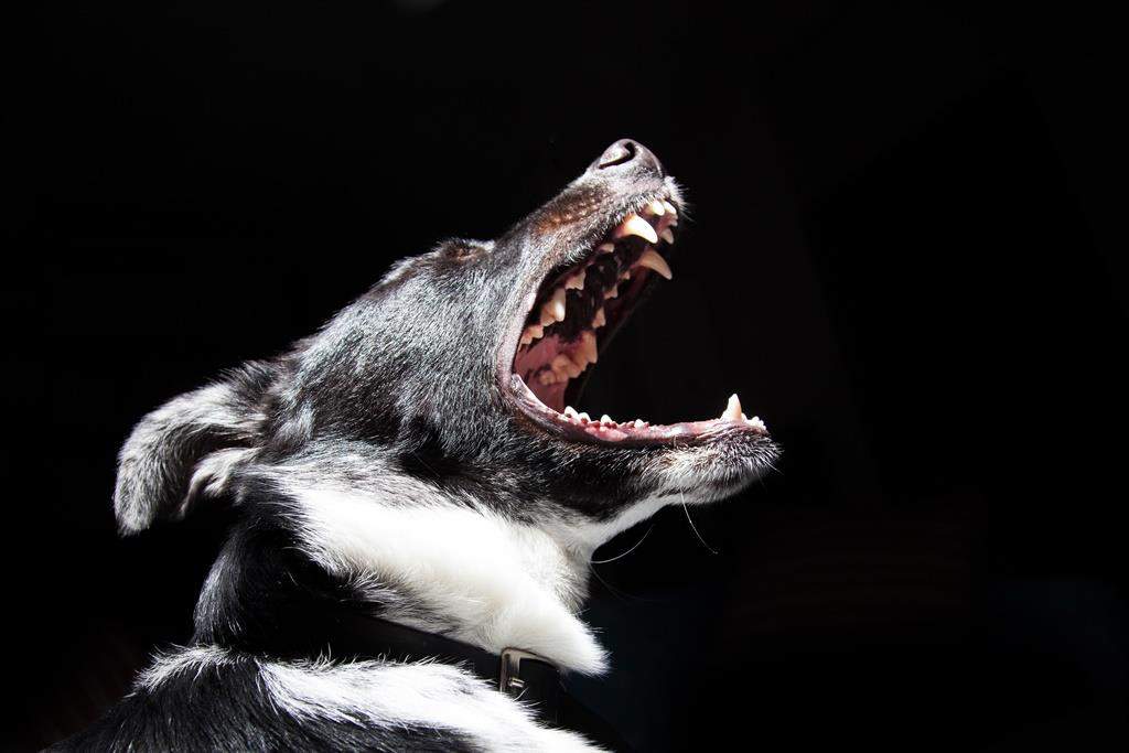 SA kan nie saam met die groot honde blaf | Netwerk24