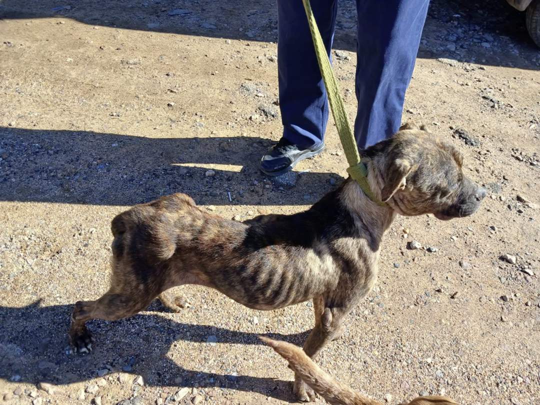 Sersant vloek en skel vrou wat sy brandsiek hond wil red | Netwerk24