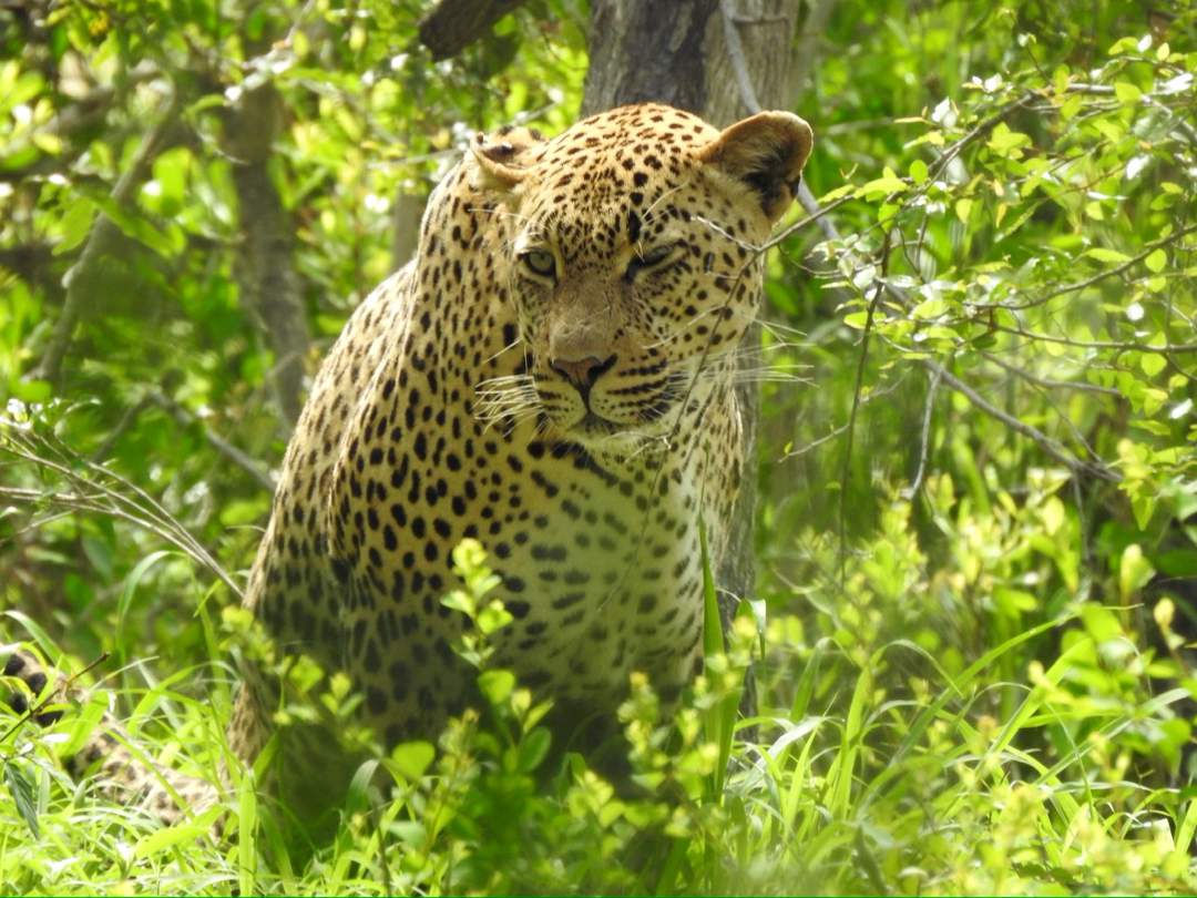 LESERSFOTO | Ou seeroog in wildtuin betrap | Netwerk24