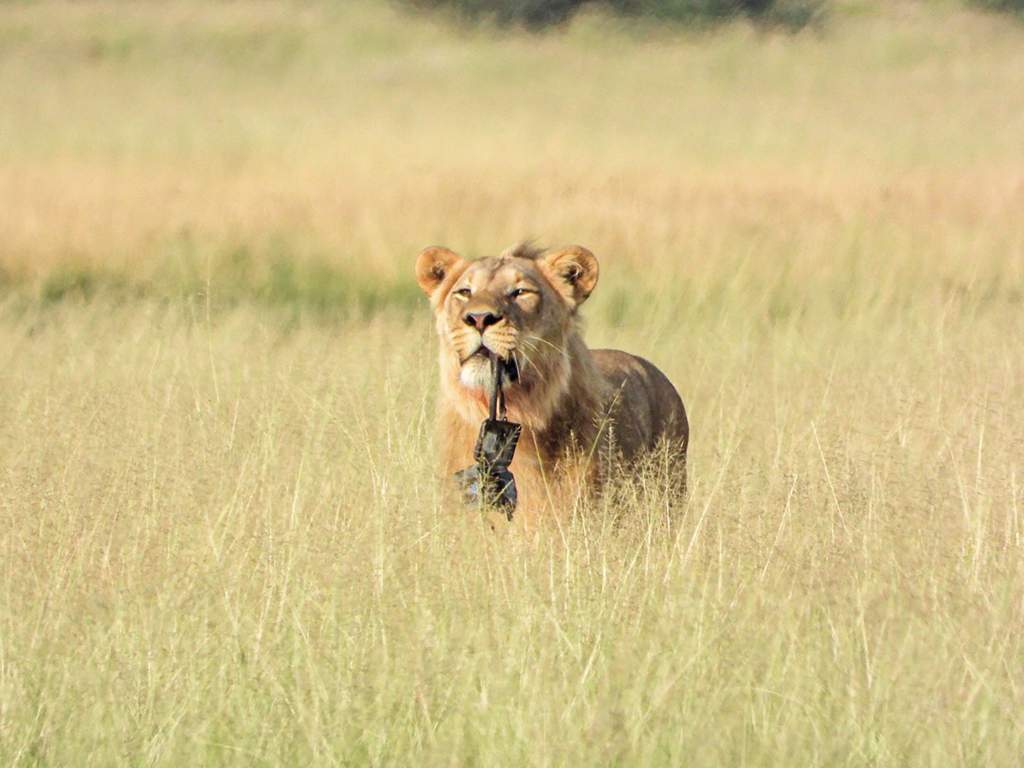 Leserfoto: Jong leeu se vreemde speelding in Mabuasehube | Netwerk24