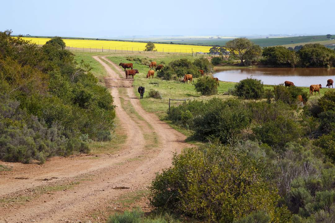 Swellendam het net ‘35 dae se water oor’ | Netwerk24