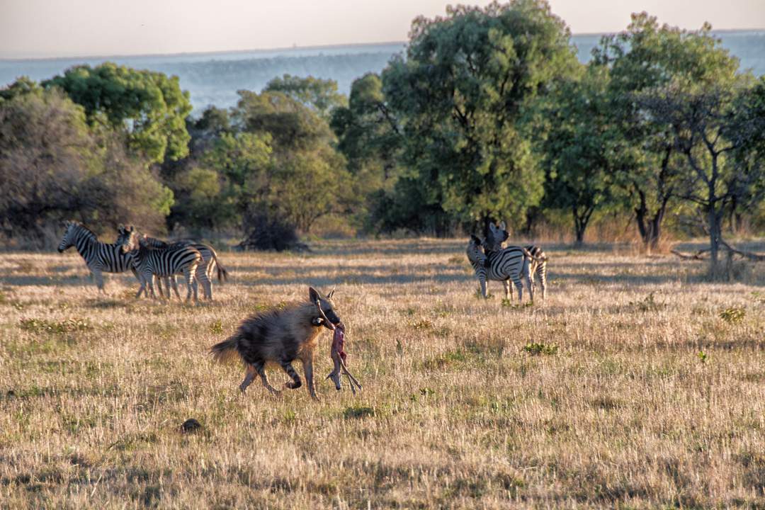 Nederlander in sy skik met foto van bruin hiëna wat brekfis gaps ...