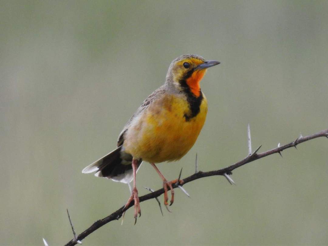LESERSFOTO | Kleine kalkoentjie op doringboomtak | Netwerk24