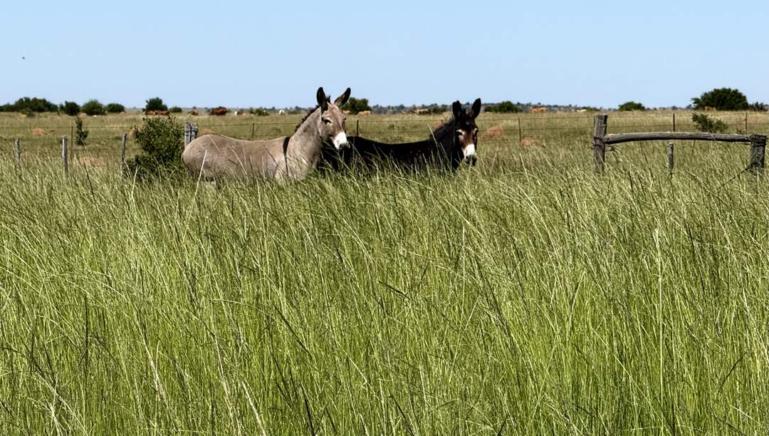 LESERSFOTO | Langore loer deur die lang gras | Netwerk24