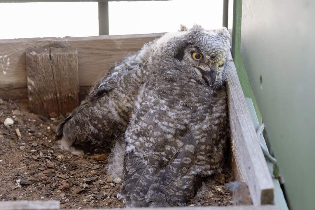 Die Wilgers verkneukel hulle in ma-ooruil se klein Vinkel en Koljander ...