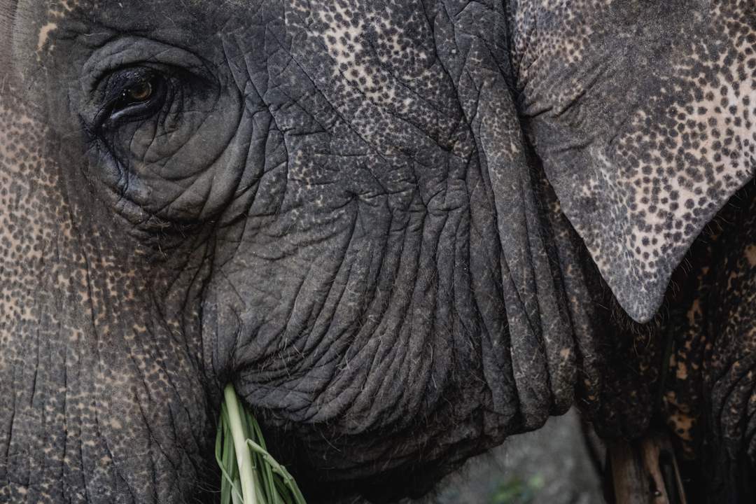 Olifant maak derde toeris dood in Thaise nasionale park | Netwerk24