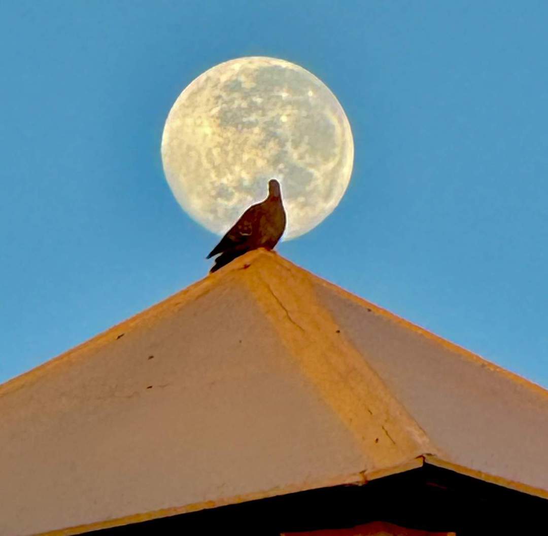 LESERSFOTO: Hongermaan-blues in Bloem | Netwerk24