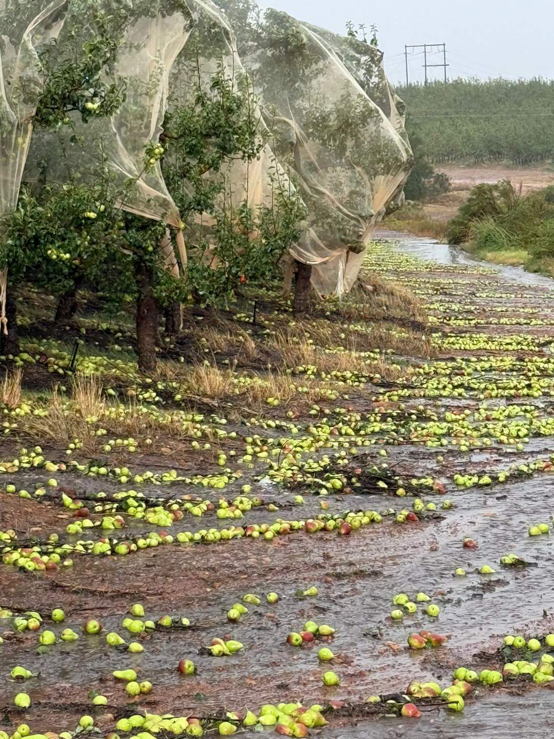 Verwoestende wind en reën peper Langkloof | Netwerk24