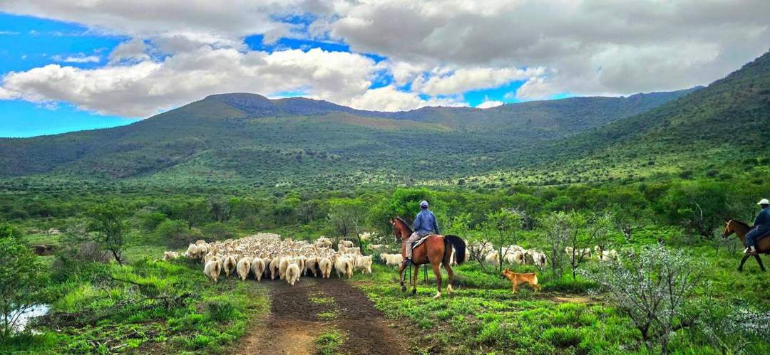 LESERSFOTO | Daggaboer se bokke aangekeer | Netwerk24