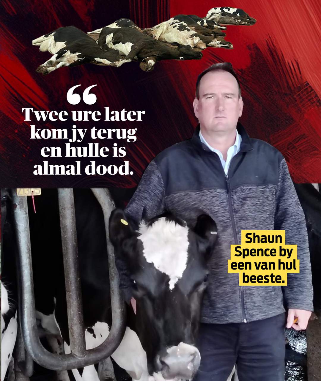 Boer op kalmeerpille oor bek-en-klou: ‘Ek moes 80 koeie en kalfies ...