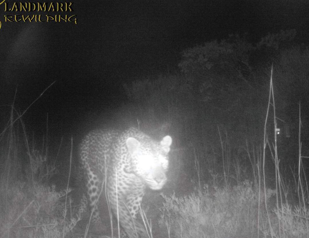 Luiperd ná jare weer afgeneem in Weskus- nasionale park | Netwerk24