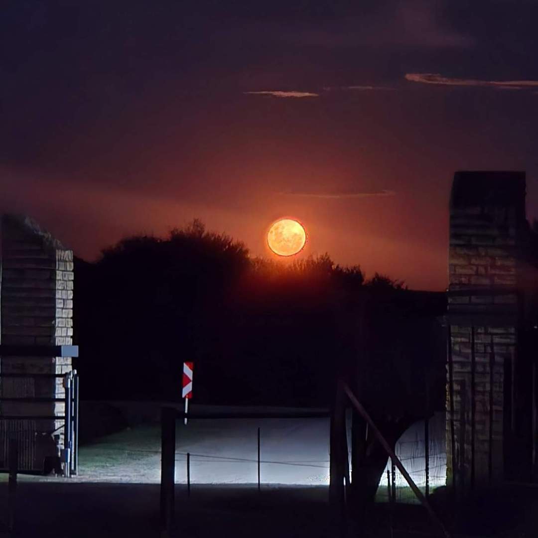 LESERSFOTO | Bloedmaan oor Bloem | Netwerk24