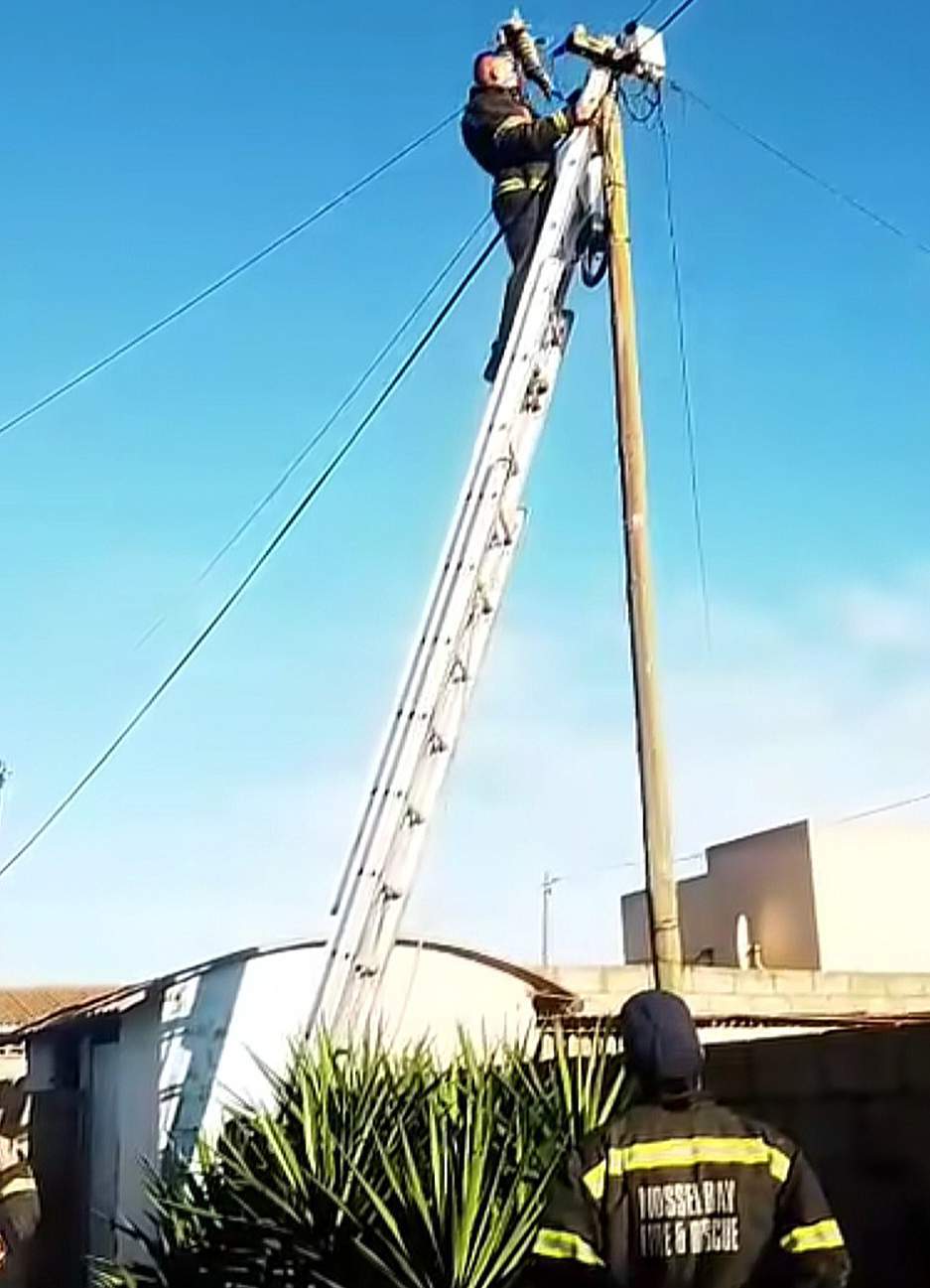 Brandweerman red kat van telefoonpaal | Netwerk24