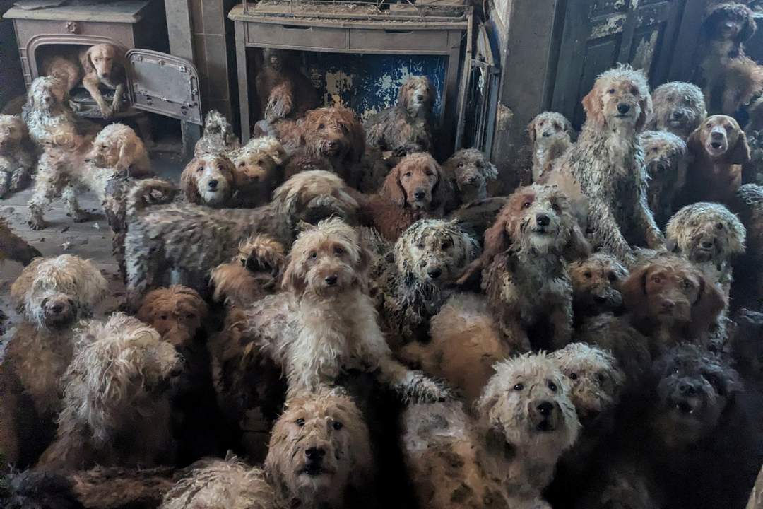 Britse RSPCA red meer as 250 honde uit een huis | Netwerk24