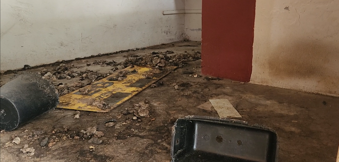 DBV red 16 verwaarloosde diere in Philippi | Netwerk24