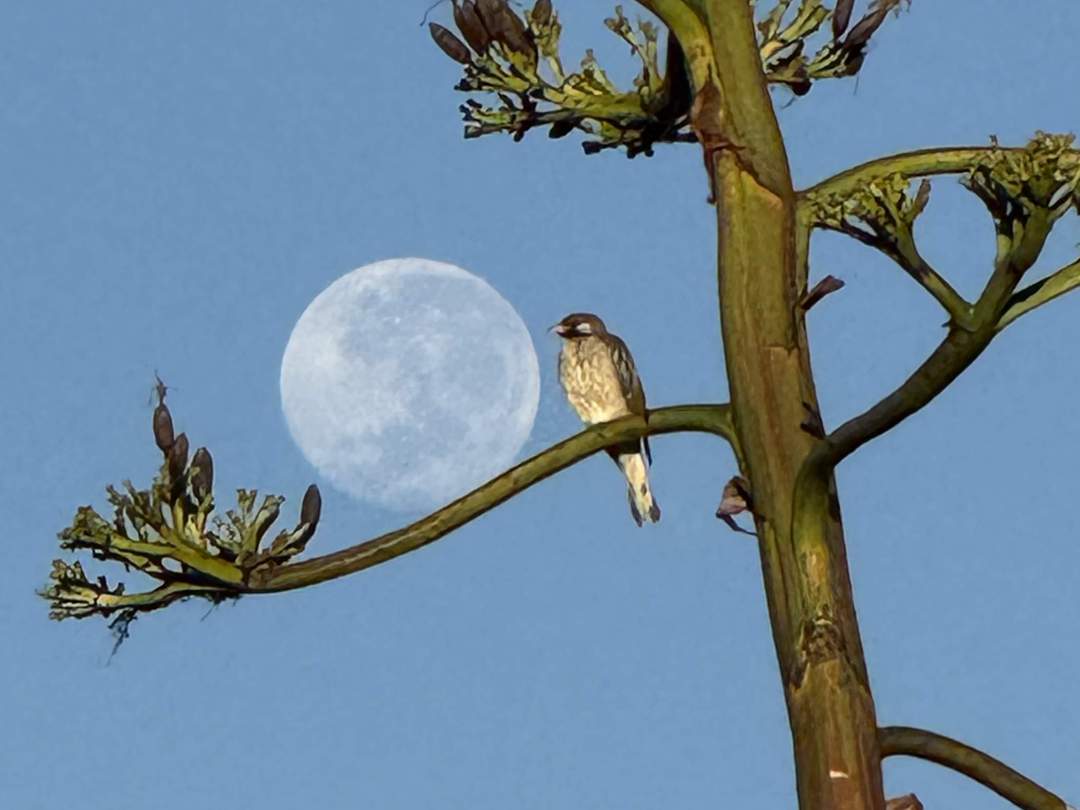 LESERSFOTO | Heuningwyser sing vir die volmaan | Netwerk24