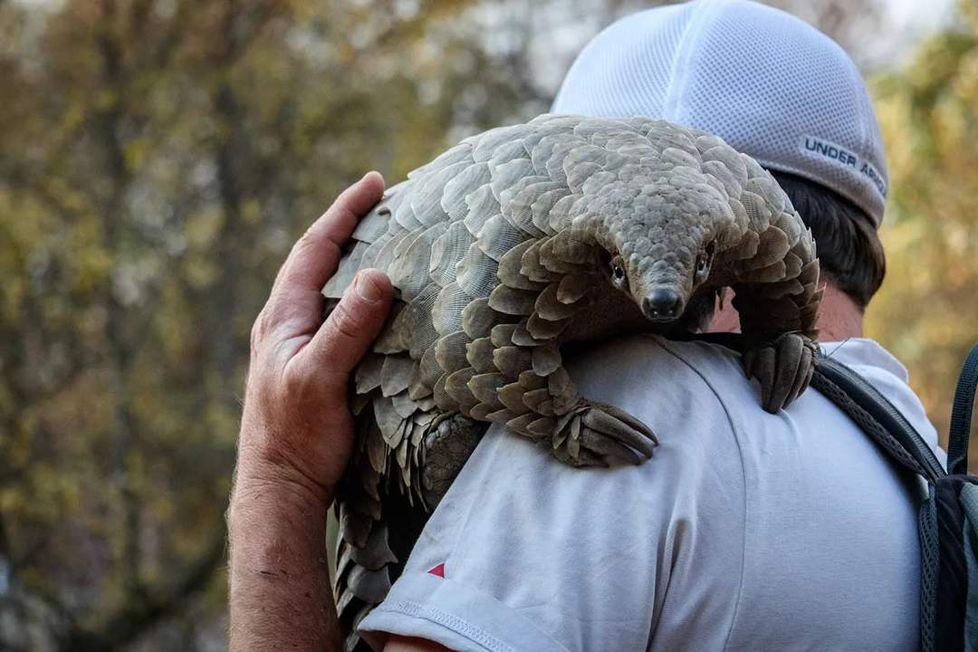 ‘Pangolin: Kulu’s Journey’ wen Emmy vir roerende klankbaan | Netwerk24